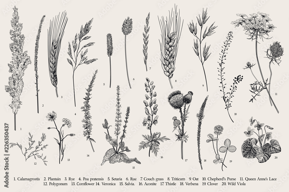 Old Botanical Illustration