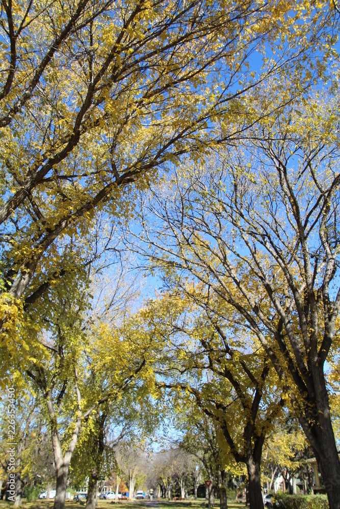 Canopy Of The Elm Trees, Old Glenora, Edmonton, Alberta Stock Photo ...