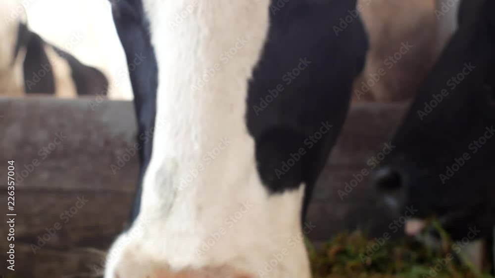 A black cow with white spots stands in the barn and eats grass silage ...