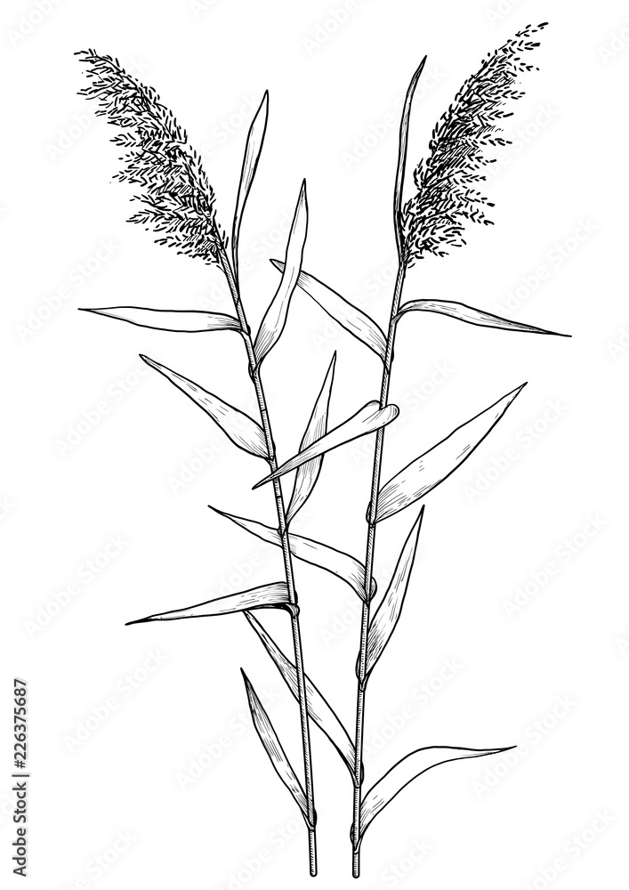Reed illustration, drawing, engraving, ink, line art, vector Stock ...