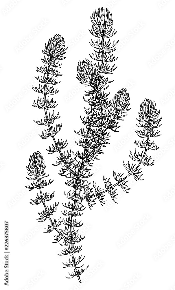 Hydrilla Drawing