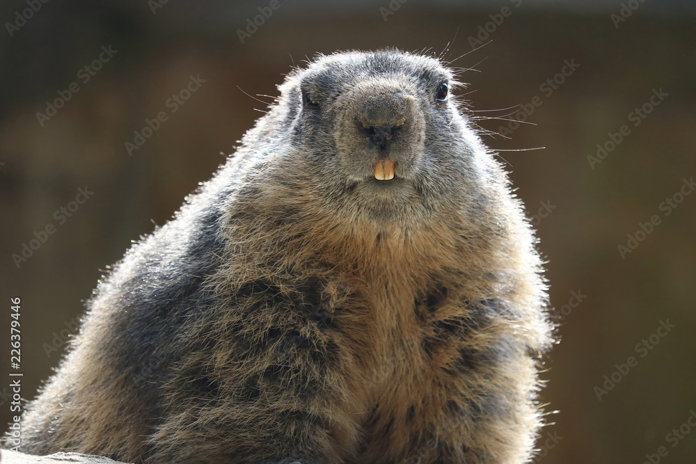 Dentes De Marmota