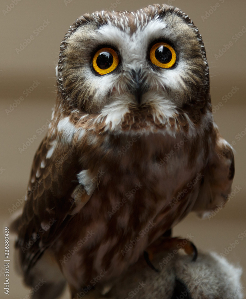 Big Eyed Owl Stock Photo | Adobe Stock