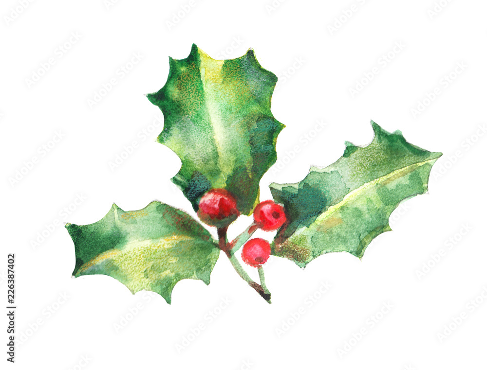 watercolor isolated illustration of holly, drawing by hand branches of ...