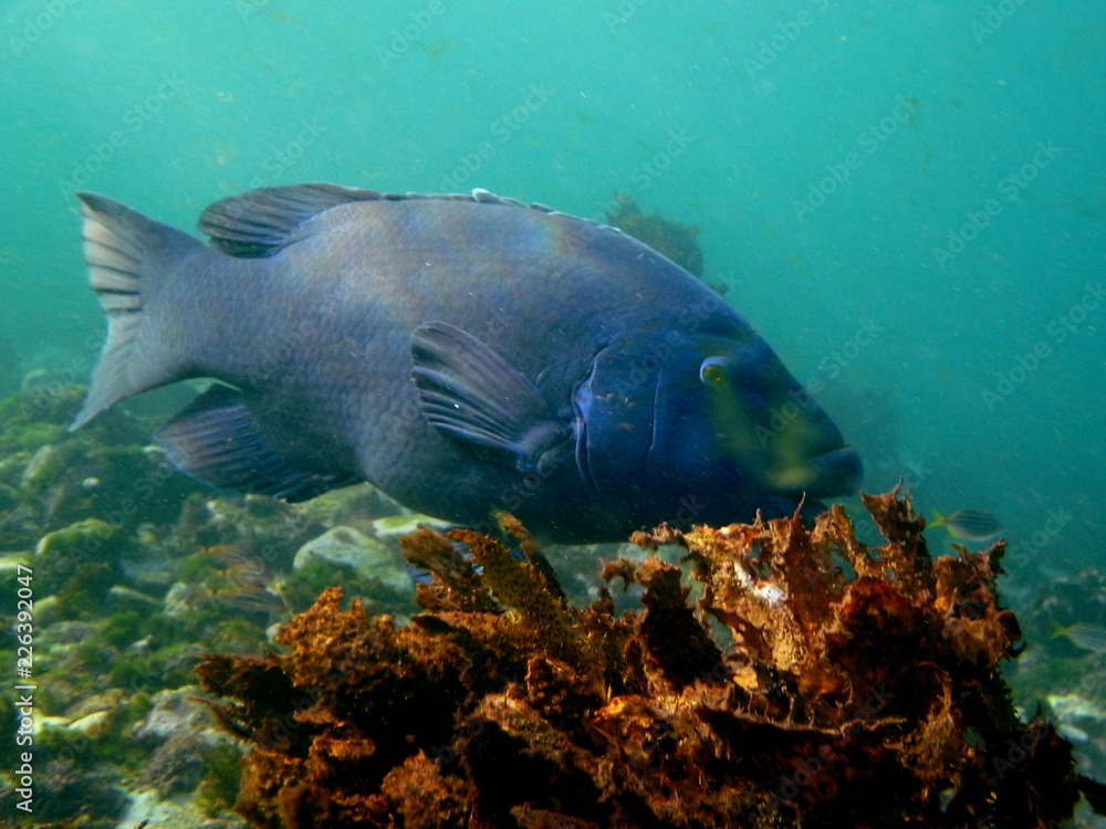 Eastern Blue Groper (Achoerodus viridis), big blue fish, Sydney ...