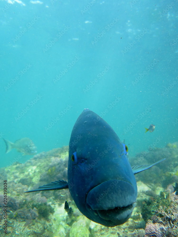 Eastern Blue Groper (Achoerodus viridis), Bluey the friendly groper at ...
