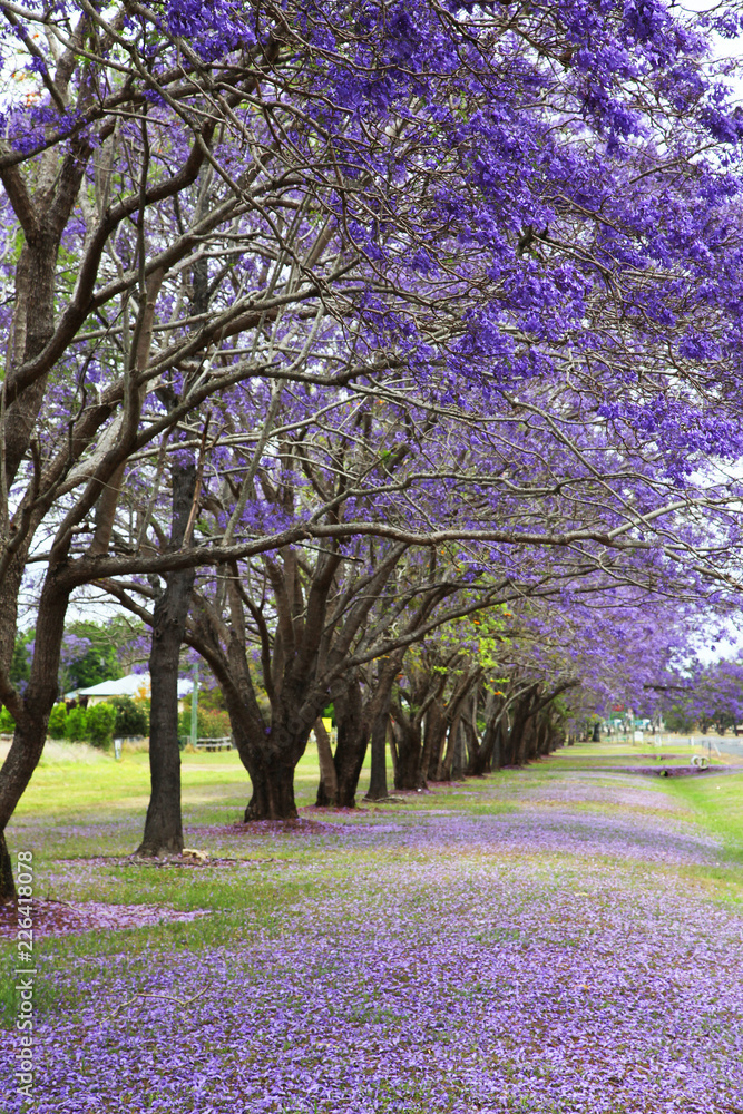 Photo & Art Print Beautiful Jacaranda trees in New Farm Park ...