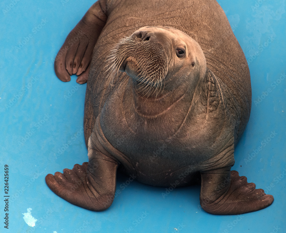 Newborn Walrus