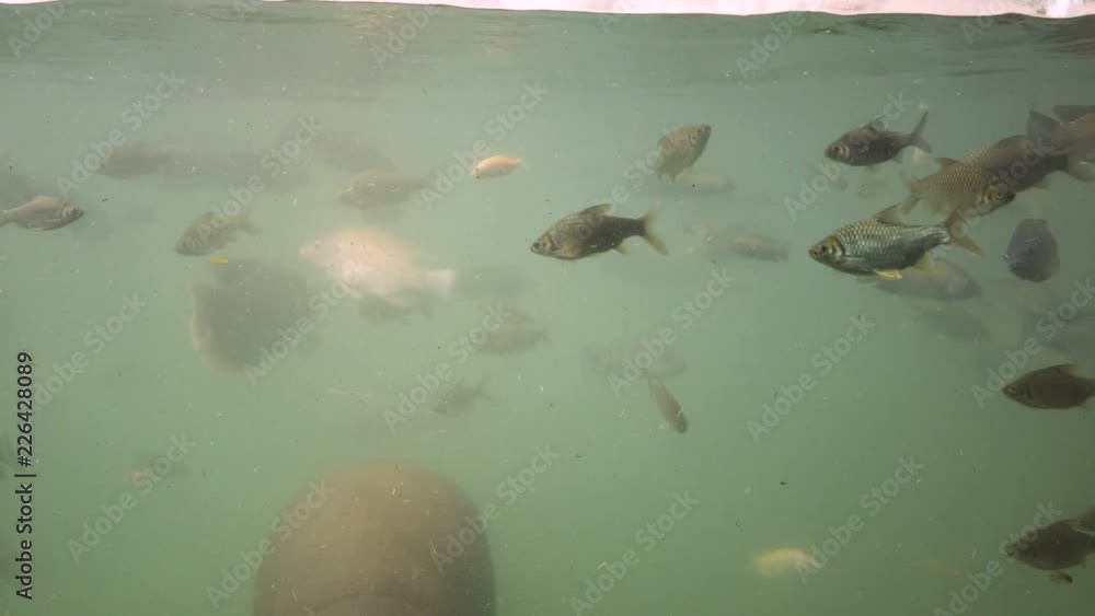 Floating hippopotamus played in a freshwater fish pond exhibited in the ...