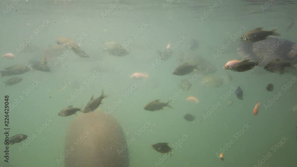 Floating hippopotamus played in a freshwater fish pond exhibited in the ...