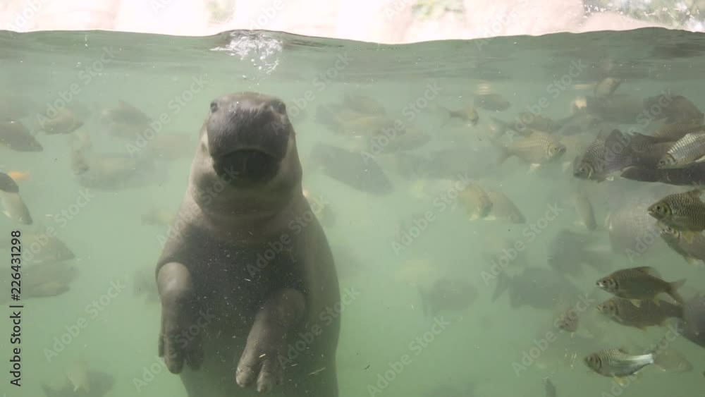 Floating hippopotamus played in a freshwater fish pond exhibited in the ...