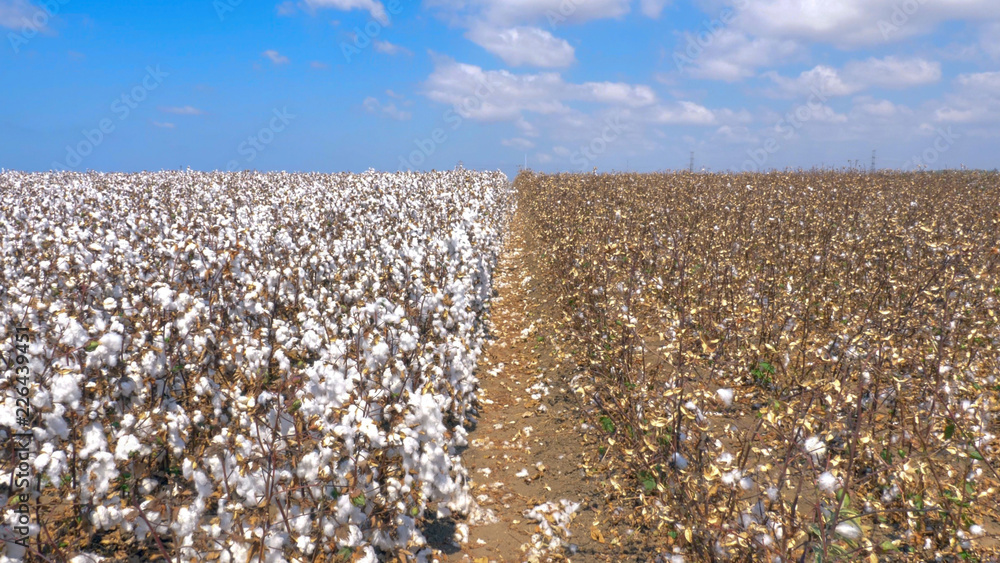 Aerial image of a vast Cotton field showing both pre and post harvest ...