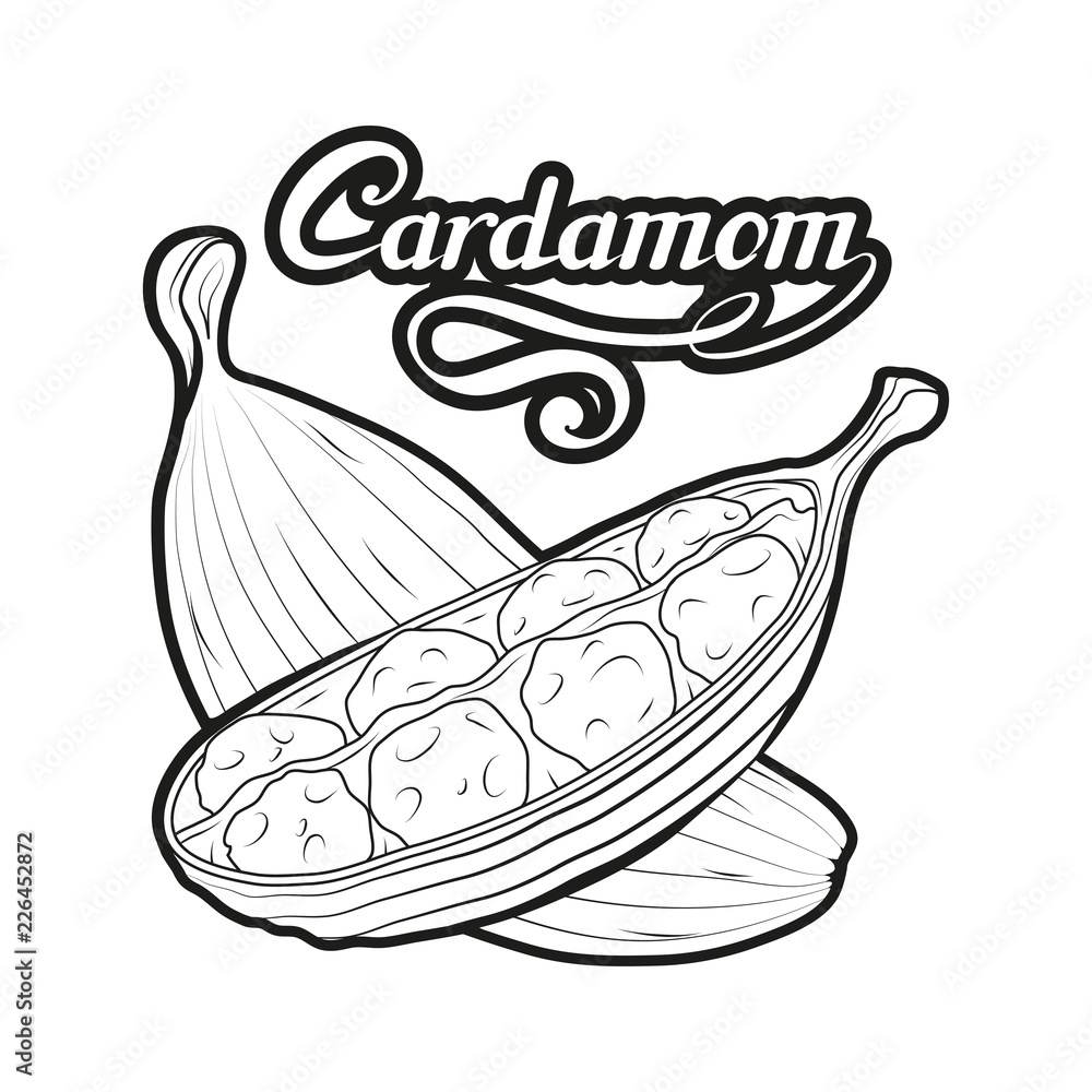 hand drawn cardamom plant, spicy ingredient, cardamom logo, healthy ...