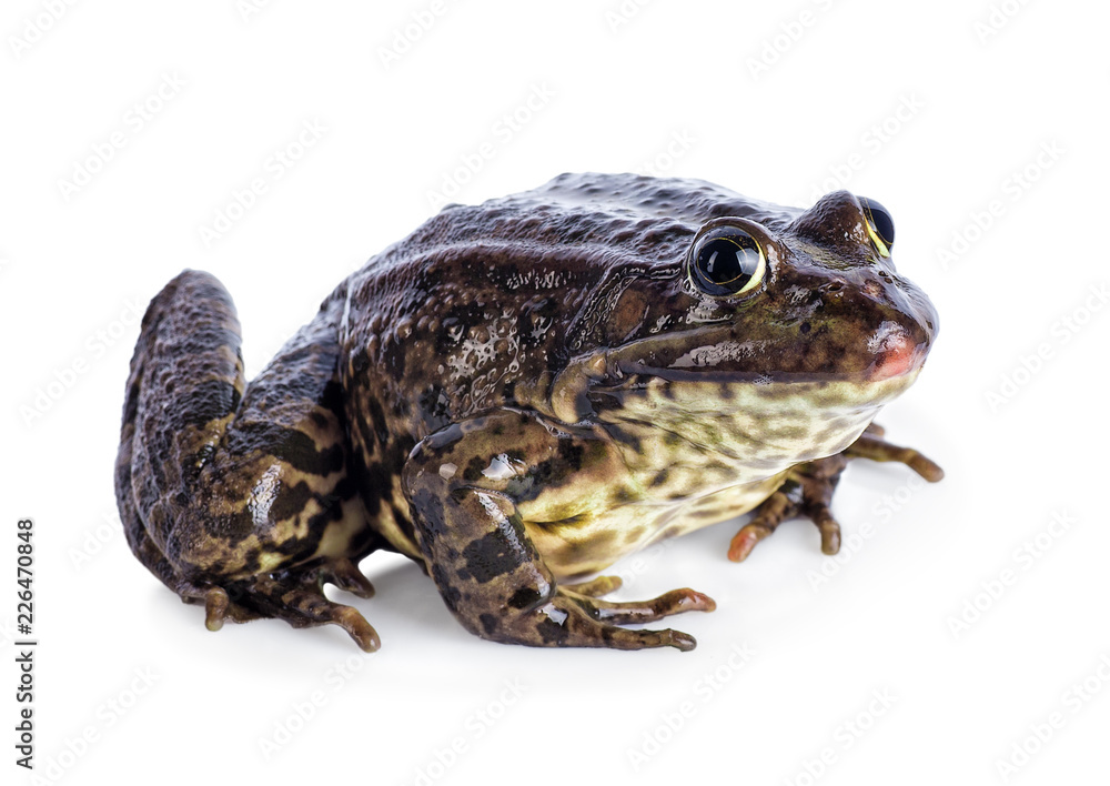 frog isolated on white Stock Photo | Adobe Stock