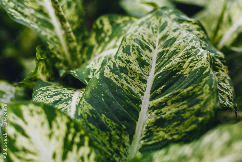 Texture green plant. Ornamental plant background. Natural leaves flora ...