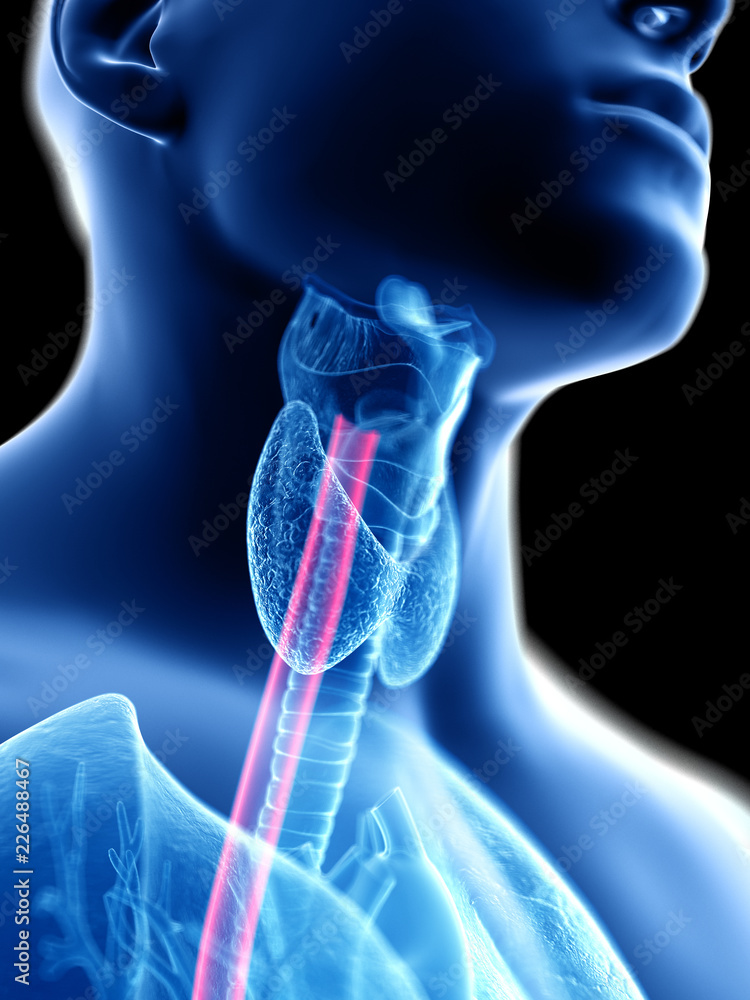 3d rendered medically accurate illustration of a mans esophagus Stock ...