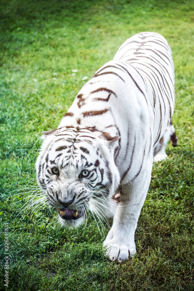 Full body of an angry white tiger roaring on the green grass. Stock ...