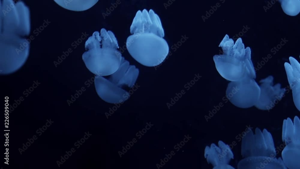 Jellyfishes swimming in deep blue water in big tank aquarium. View ...