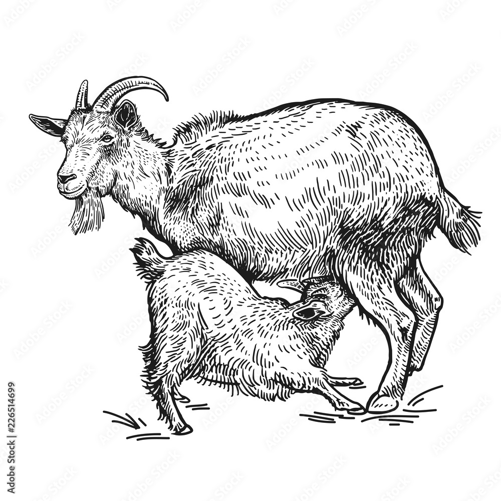 Goat and little goat. Farm animals. Isolated realistic handmade drawing ...