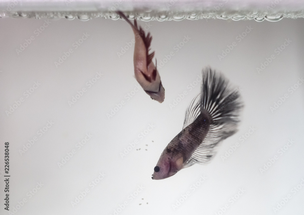 Betta Fish Mating