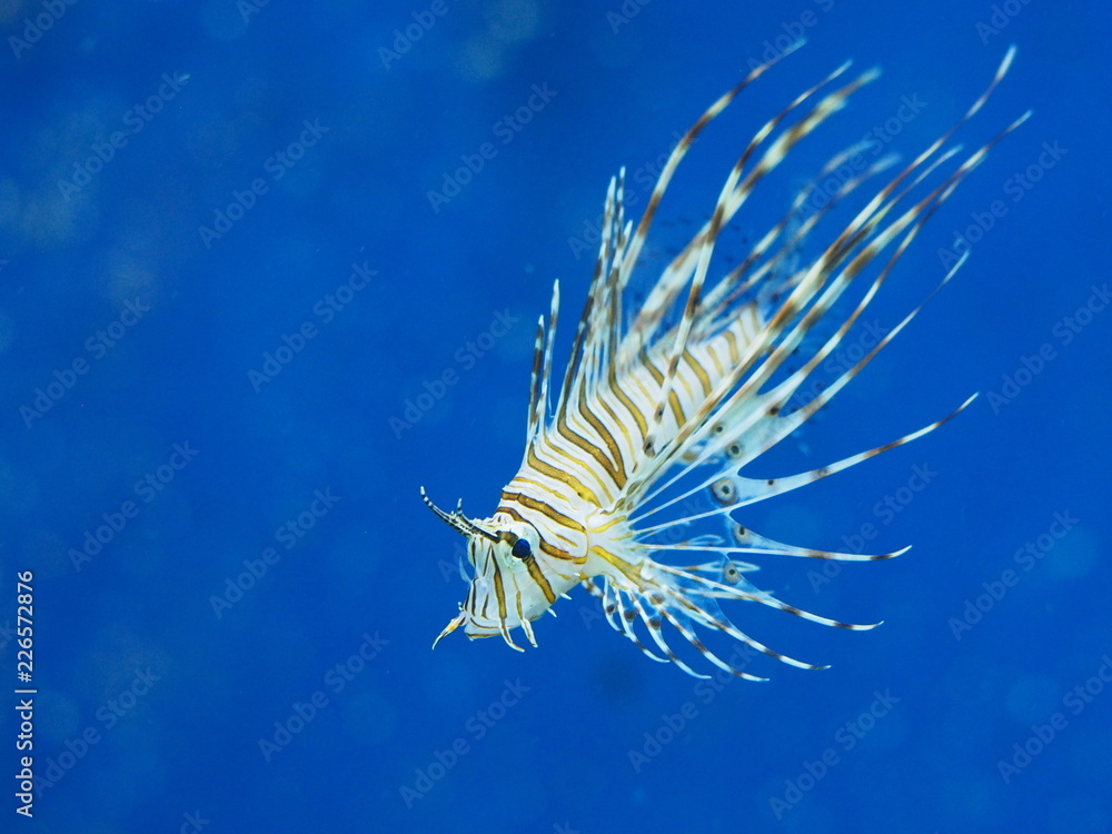 Pacific Lionfish