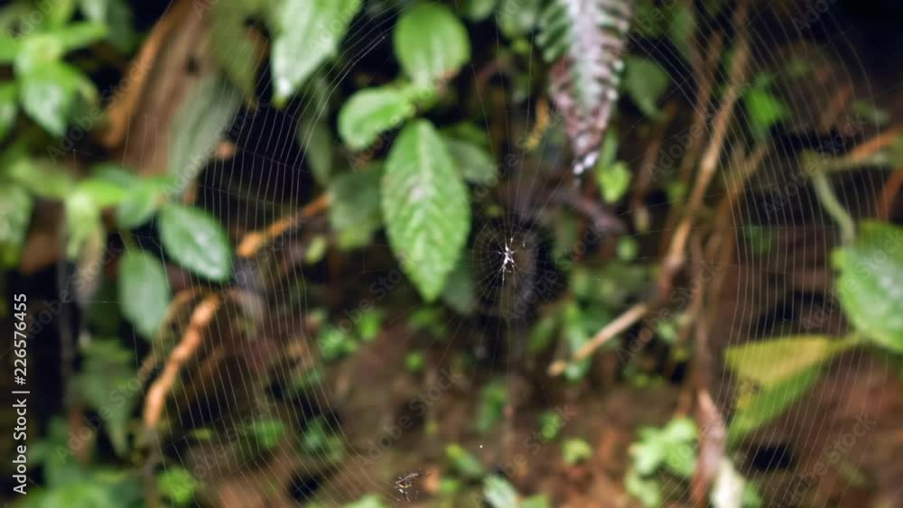 Spiny spider Micrathena sp. making its web at dawn in montane ...