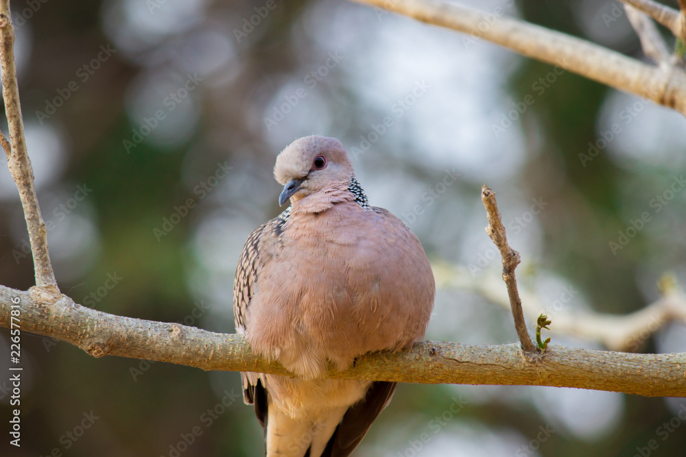 Dove Bird sitting on the tree, in its natural habitat with a soft ...