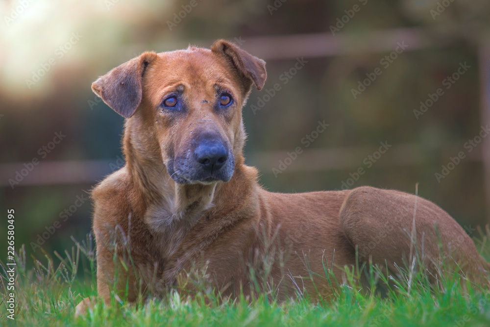Foto de The domestic dog is a member of the genus Canis, which forms ...