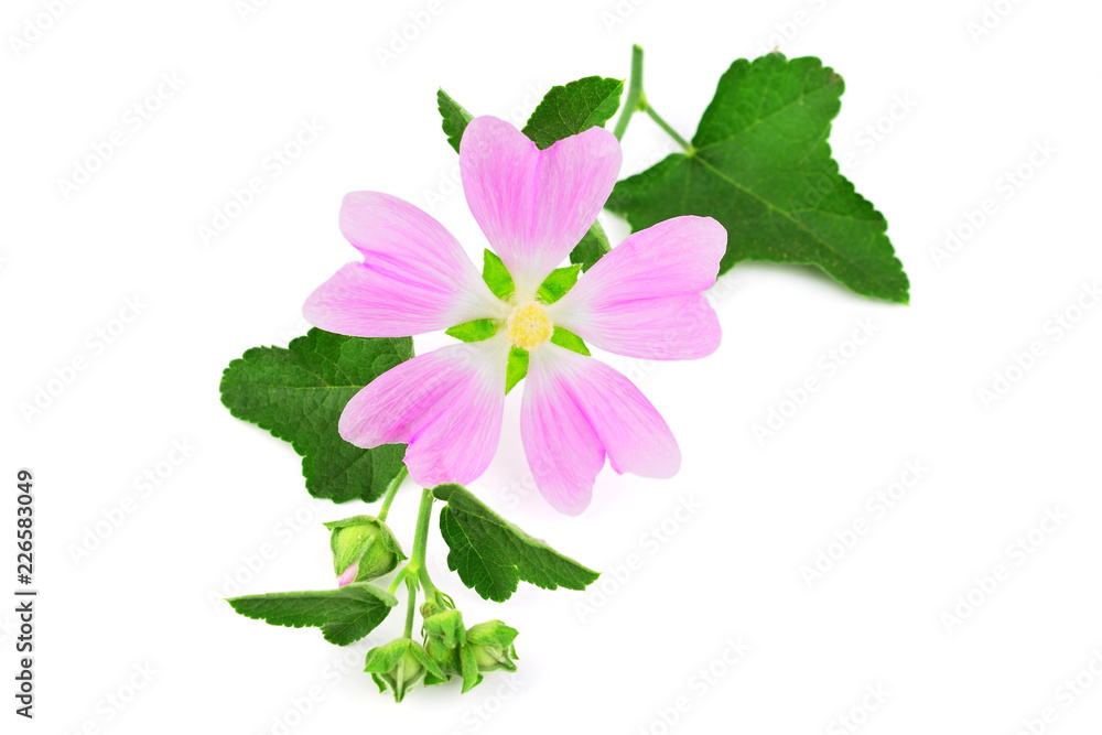 Althaea Officinalis Medicinal Herb Plant. Also Marsh-Mallow, Marsh ...