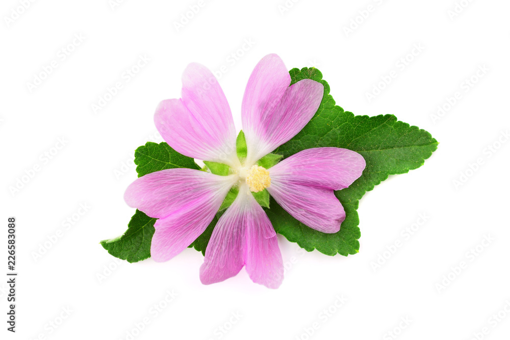 Althaea Officinalis Medicinal Herb Plant. Also Marsh-Mallow, Marsh ...