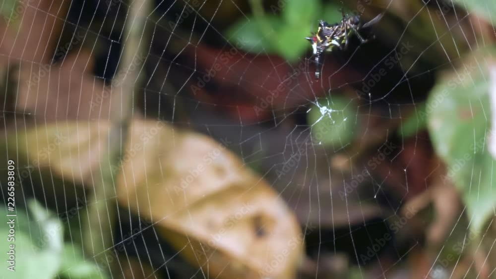 Spiny spider Micrathena sp. making its web at dawn in montane ...