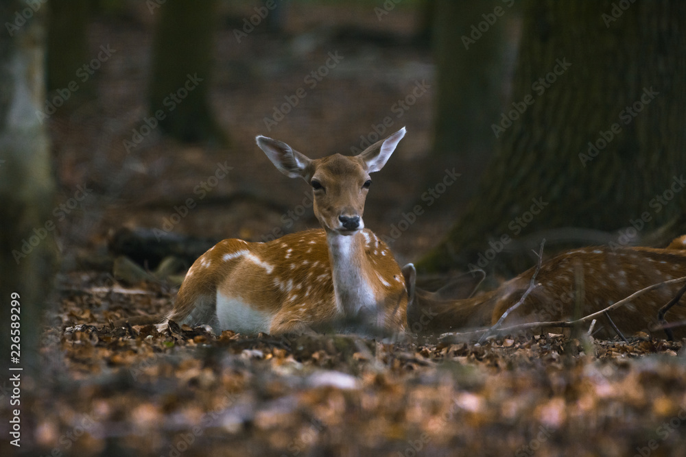 Damwild liegt ein einem Wald innerhalb eines Geheges Stock Photo ...