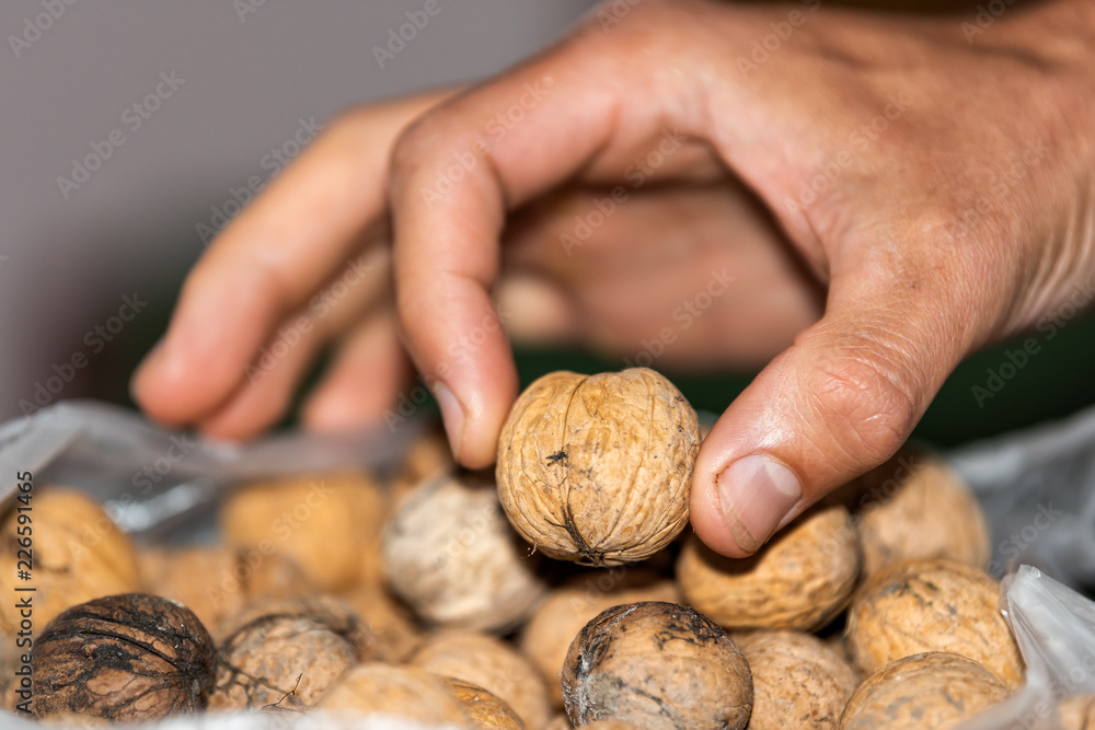 Macro closeup of hand fingers holding touching whole walnut nut ...