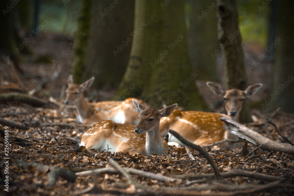 Damwild liegt ein einem Wald innerhalb eines Geheges Stock Photo ...