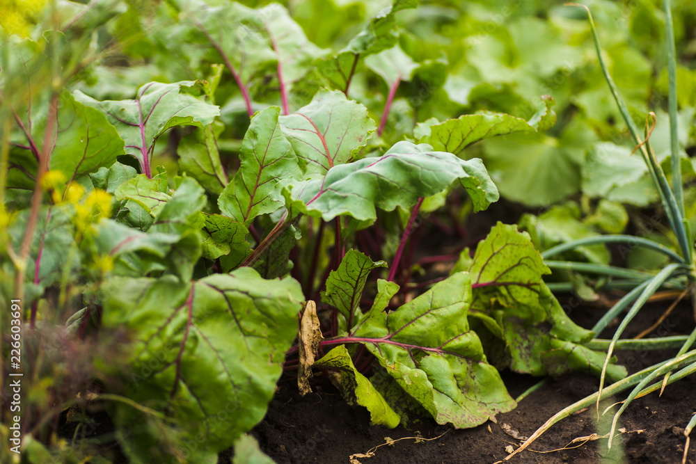 Sea beet, Beta vulgaris subsp. maritima, beetroot, table, garden, red ...