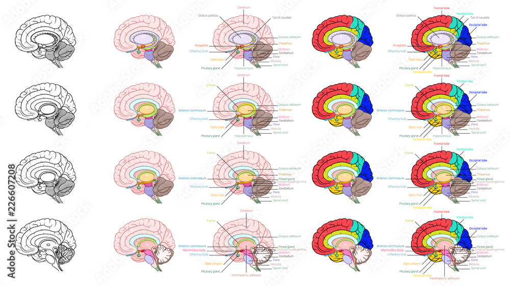 Parts of human brain anatomy side view Stock Vector | Adobe Stock