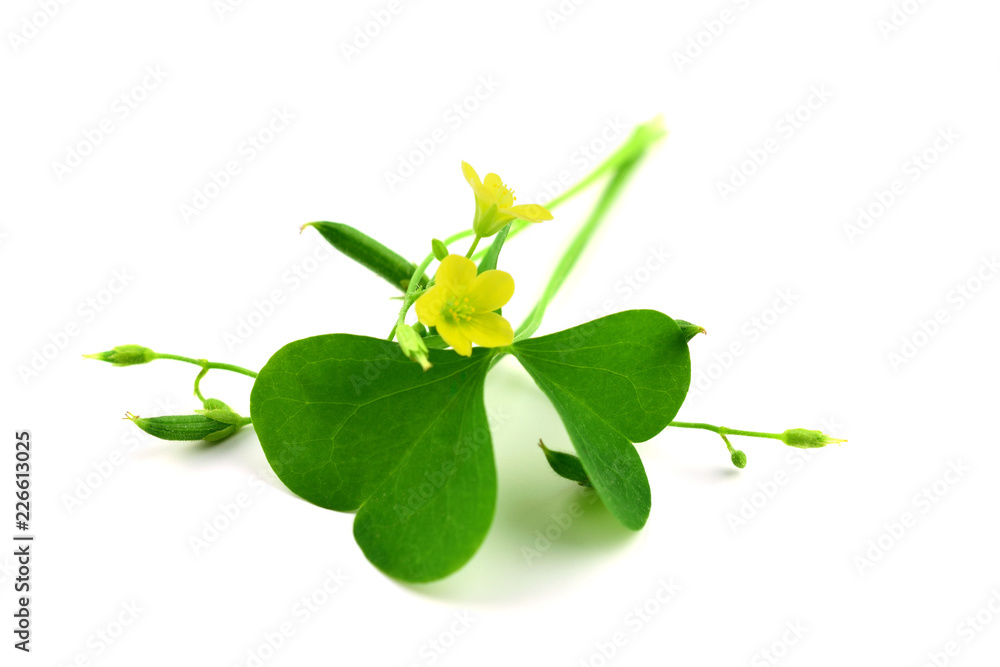 Oxalis Herbal Plant. Also Wood, Yellow or Pink Sorrel, Woodsorrel, Wood ...