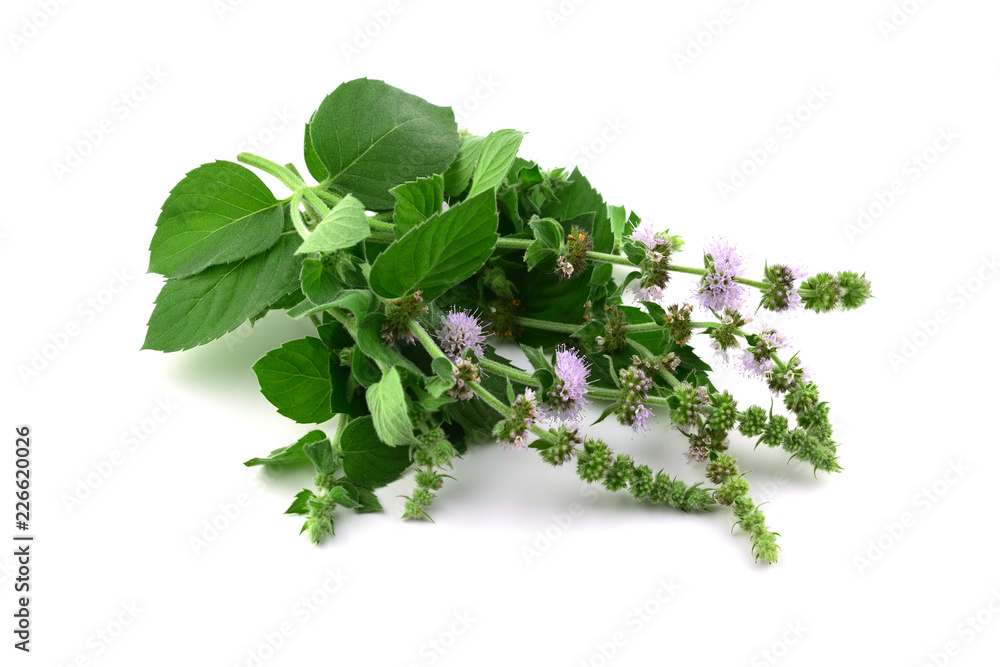 Asian Mint Herbal Plant. Macro Close-Up. Also Mentha Longifolia ...