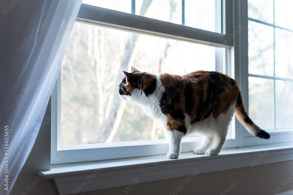 Cat Standing Looking Out Window