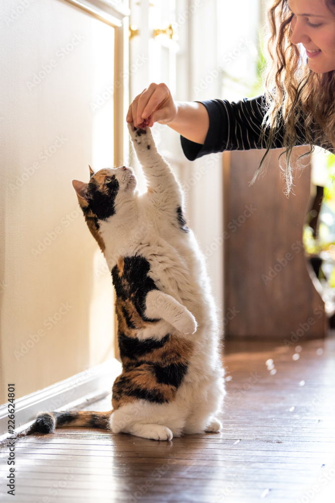 One calico cat standing up on hind legs, begging, picking, asking food ...