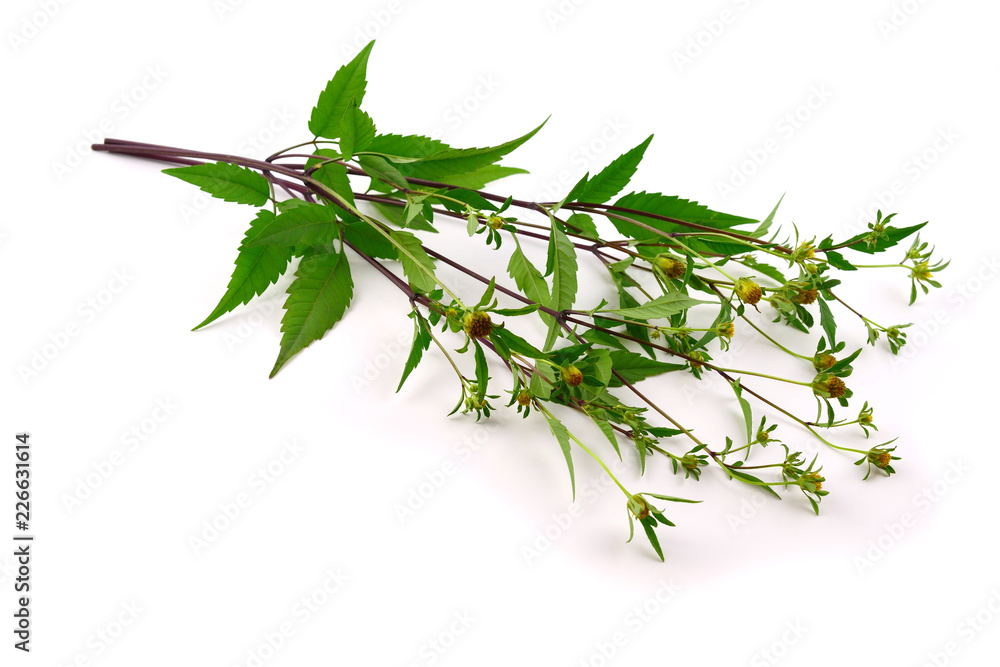 Bidens Frondosa Medicinal Herb Plant. Aslo Known as Devil's Beggarticks ...