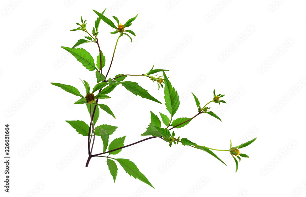 Bidens Frondosa Medicinal Herb Plant. Aslo Known as Devil's Beggarticks ...