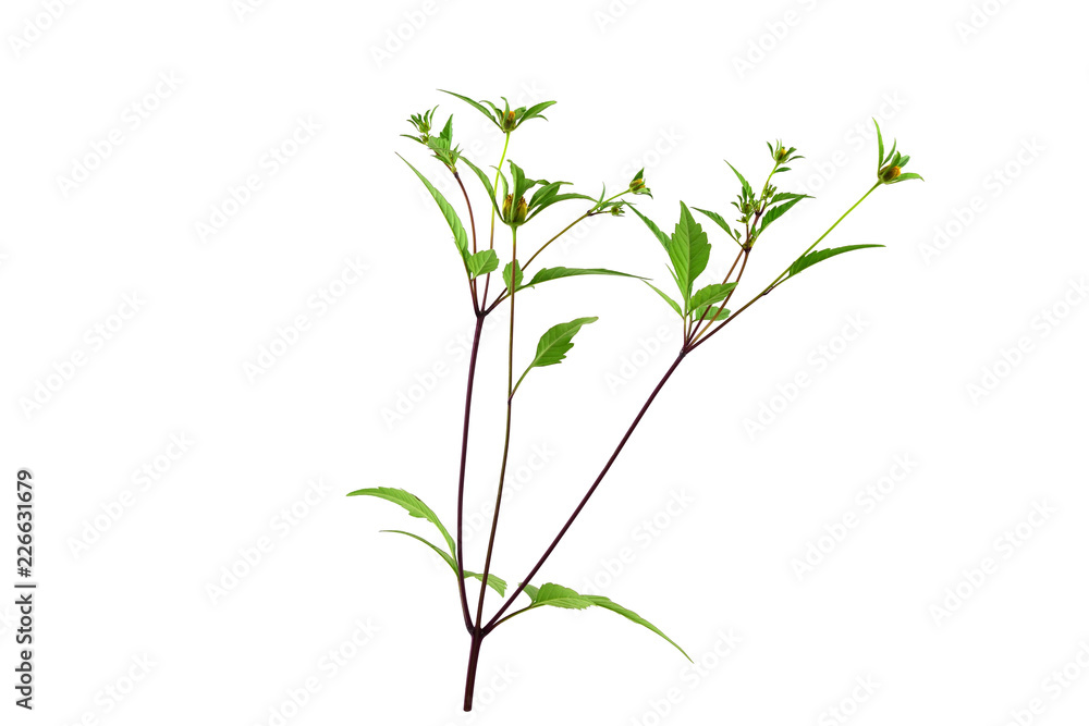 Bidens Frondosa Medicinal Herb Plant. Aslo Known as Devil's Beggarticks ...