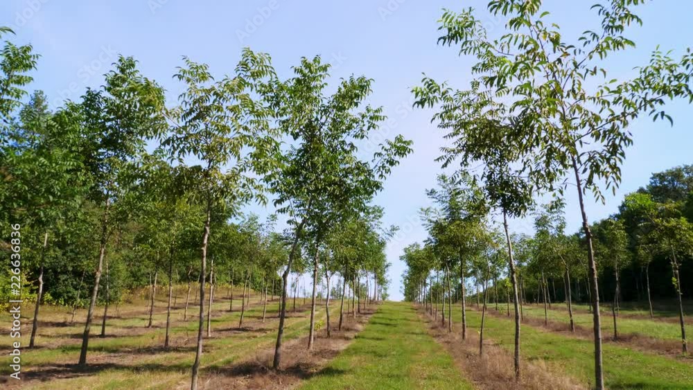 fields, plantations of Forester's unique hybrid nut, designed to ...