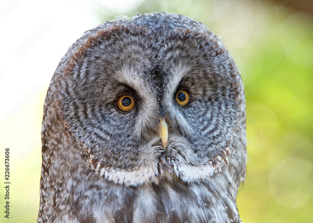 Close up portrait of a Great Grey Owl. It is a very large owl ...