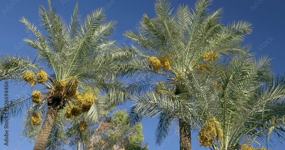 Date Palm Tree is a flowering plant species in the palm family. Date ...