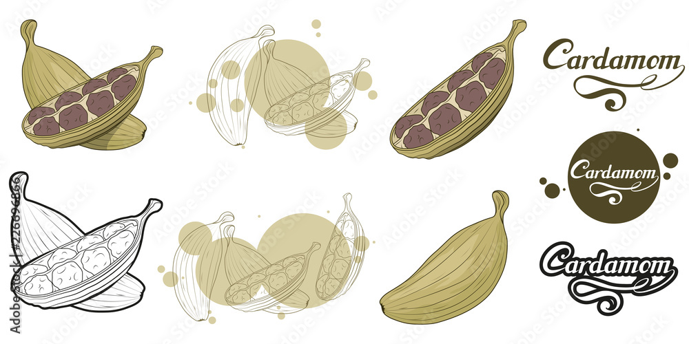 hand drawn cardamom plant, spicy ingredient, cardamom logo, healthy ...