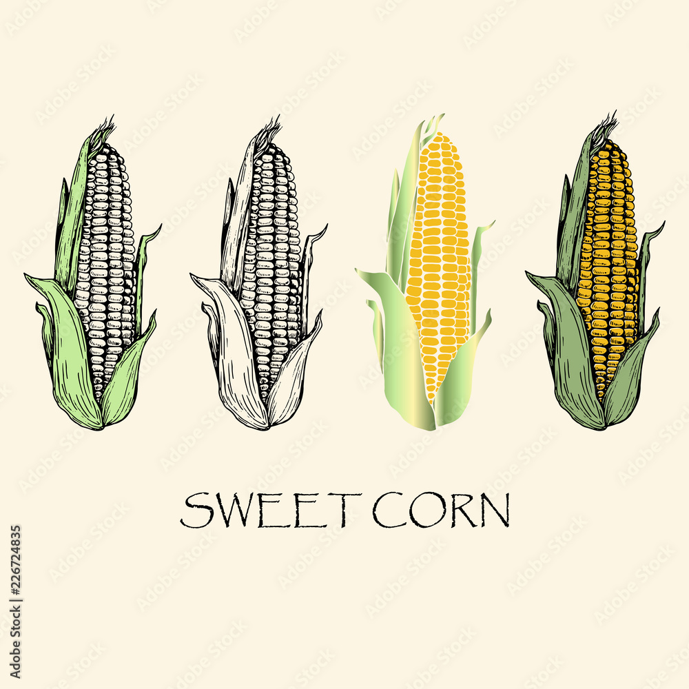 Vector illustration. Sketch drawing sweet corn. Vector objects. Stock ...