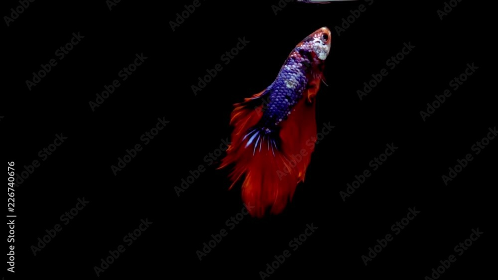 Vibrant and colourful Siamese fighting fish Betta splendens, also known as Thai Fighting Fish or ...