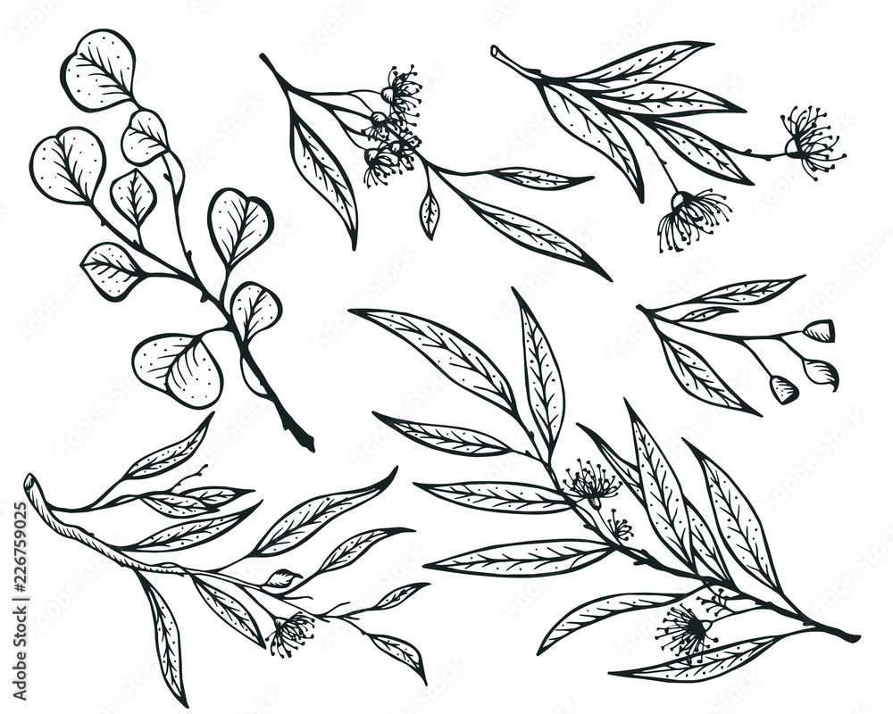 Eucalyptus Flower Vector